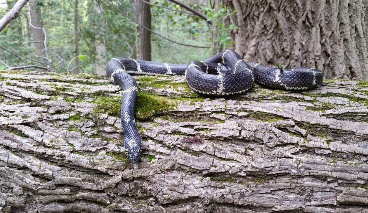 Eastern Kingsnake Health Sheet for Beginners and Buyer's Guide - The ...