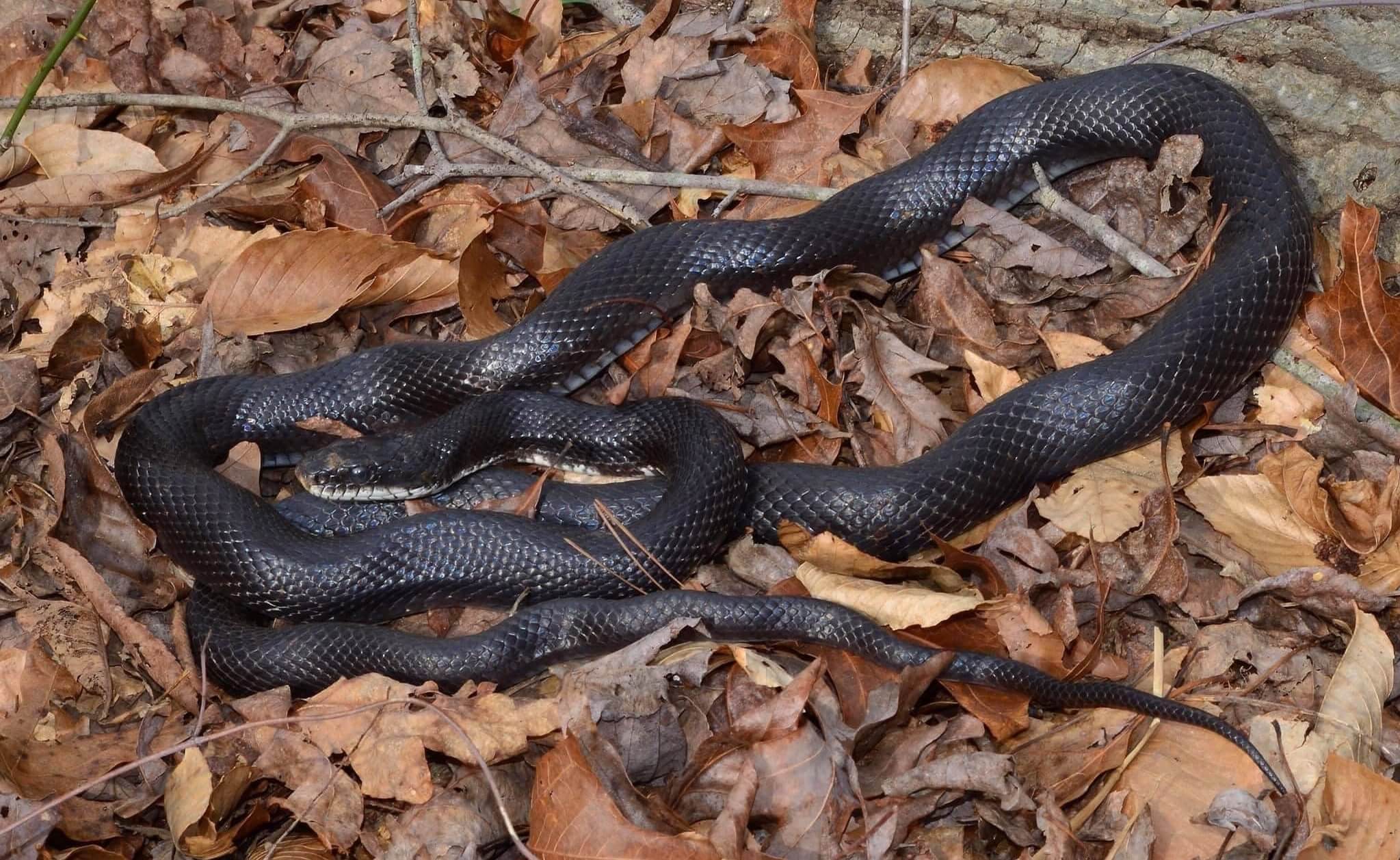 20 Most Popular Rat Snakes: Texas, Black, Eastern, Yellow... - The ...