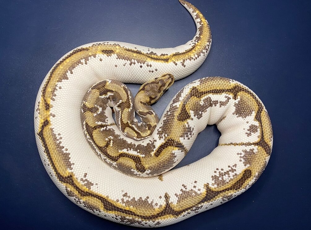 45+ Ball Python Morphs: A-Z Morph Color Chart - The Reptile Bay