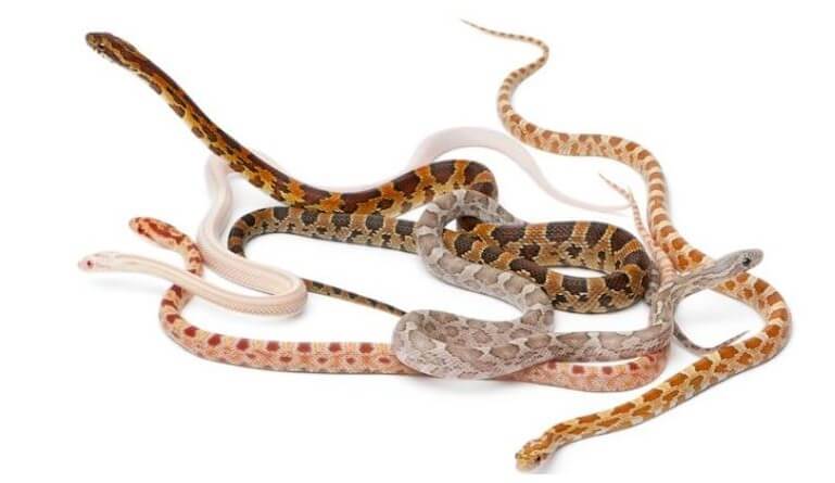 39+ Corn Snake Morphs, Color Chart and Pictures - The Reptile Bay