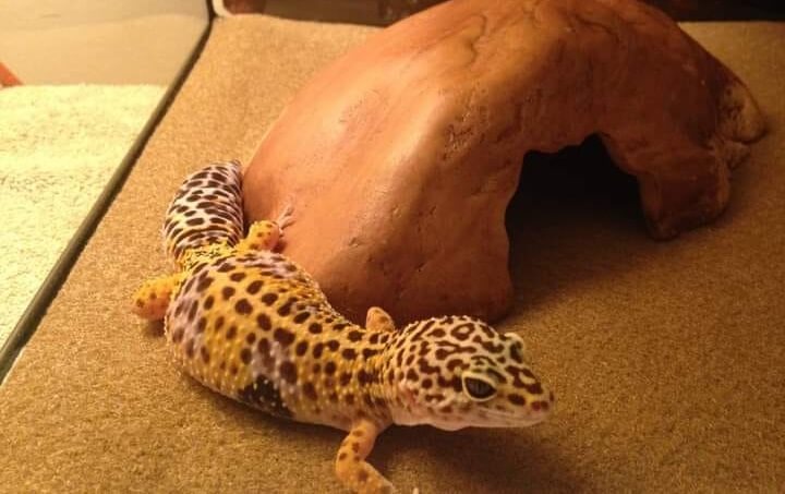 45+ Best Leopard Gecko Morphs: Color List & Pictures - The Reptile Bay