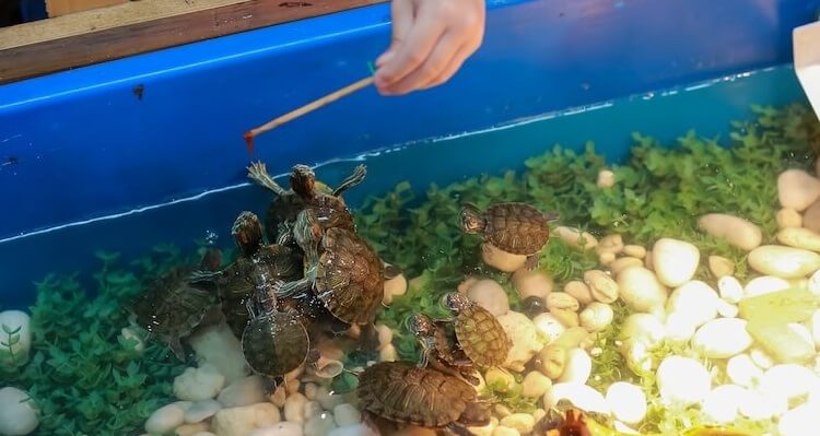 Red-Eared Slider Diet: Feeding & Food Guide - The Reptile Bay