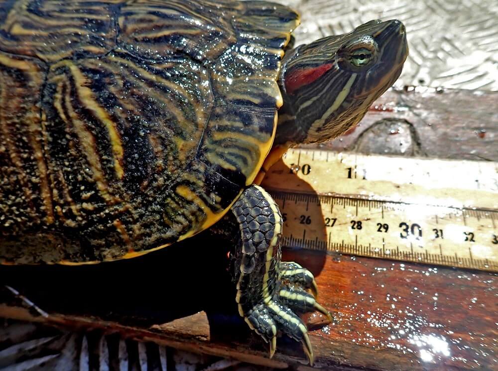 How To Gender A Red Eared Slider Turtle 5 Clear Differences