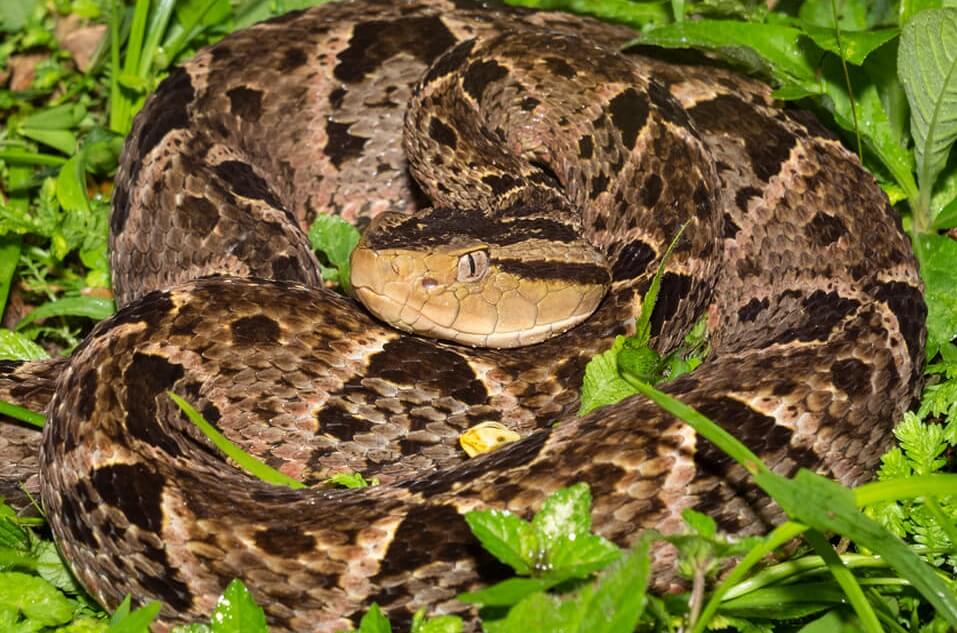 Top 20 most venomous snakes: Deadliest Snakes Ranked By Venom - The ...