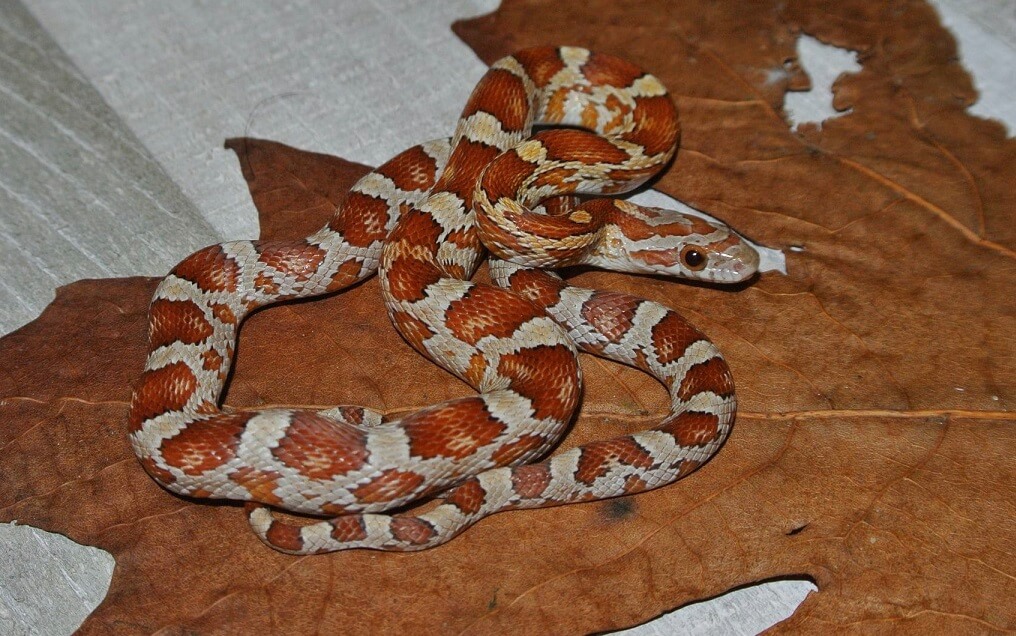 39+ Corn Snake Morphs, Color Chart and Pictures - The Reptile Bay