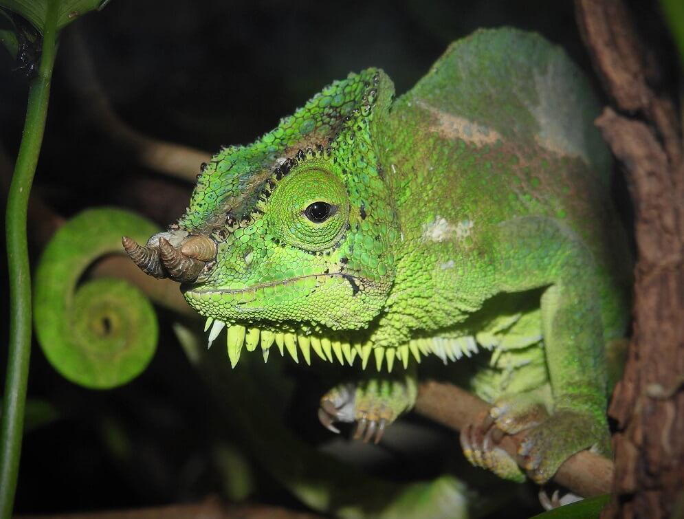 15+ Best Pet Chameleons: Different Species of Chameleons - The Reptile Bay