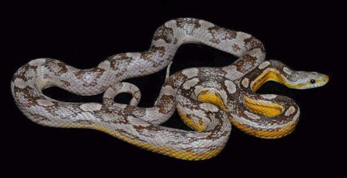 39+ Corn Snake Morphs, Color Chart and Pictures - The Reptile Bay