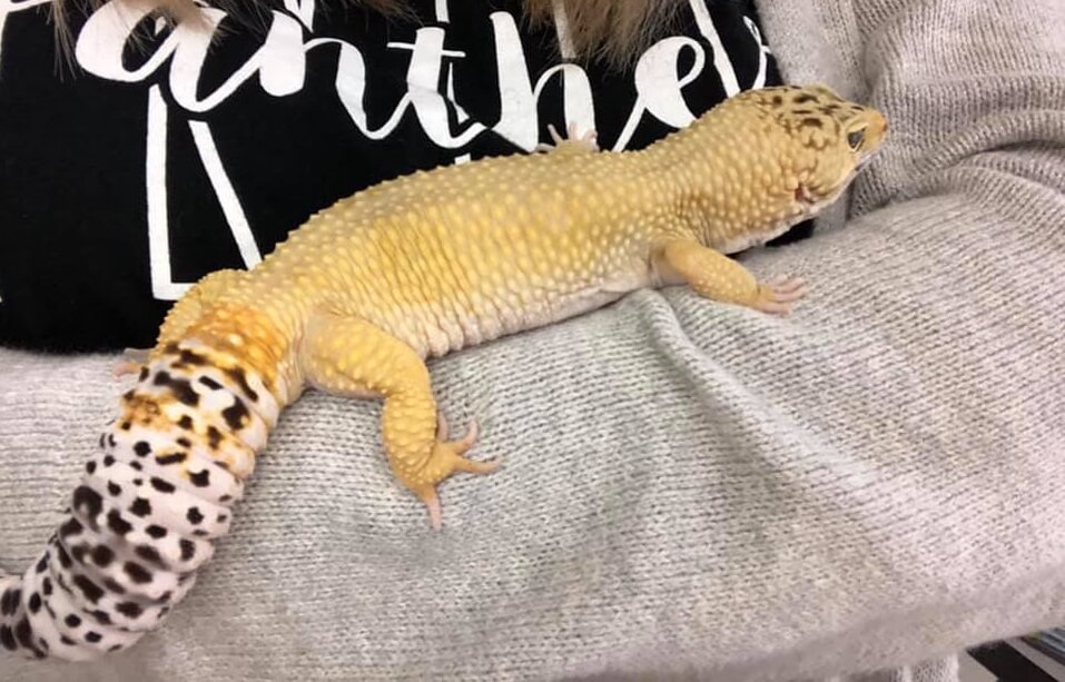 45+ Best Leopard Gecko Morphs: Color List & Pictures - The Reptile Bay