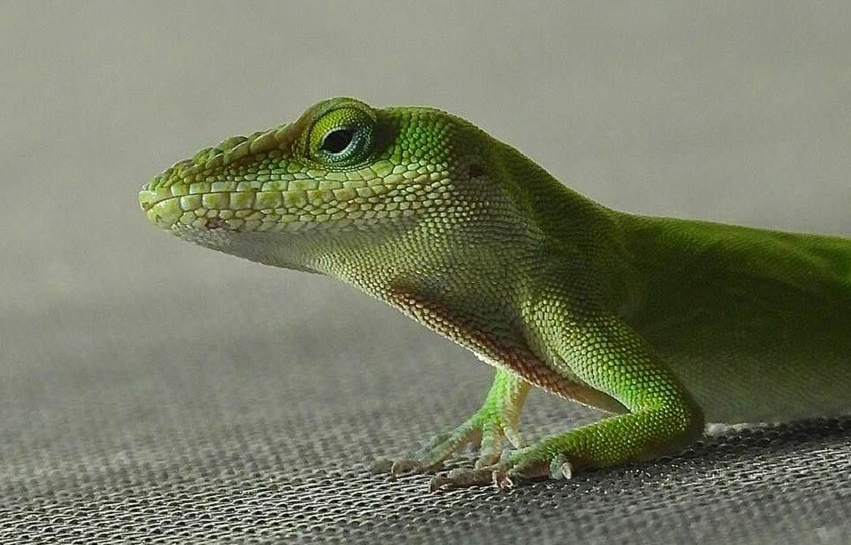A Green Anole Care Sheet: The Everything You Need to Know - The Reptile Bay