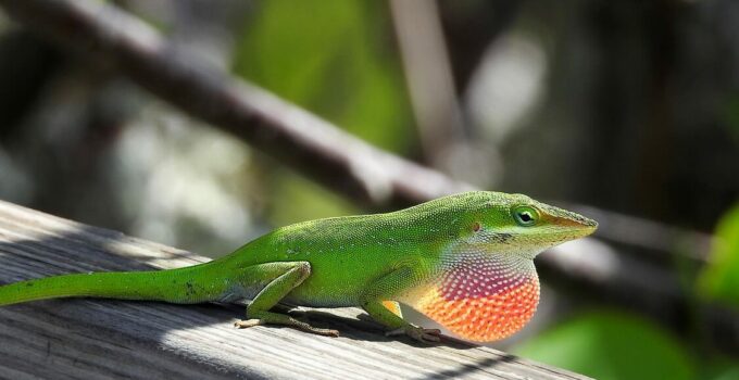 A Green Anole Care Sheet: The Everything You Need to Know - The Reptile Bay