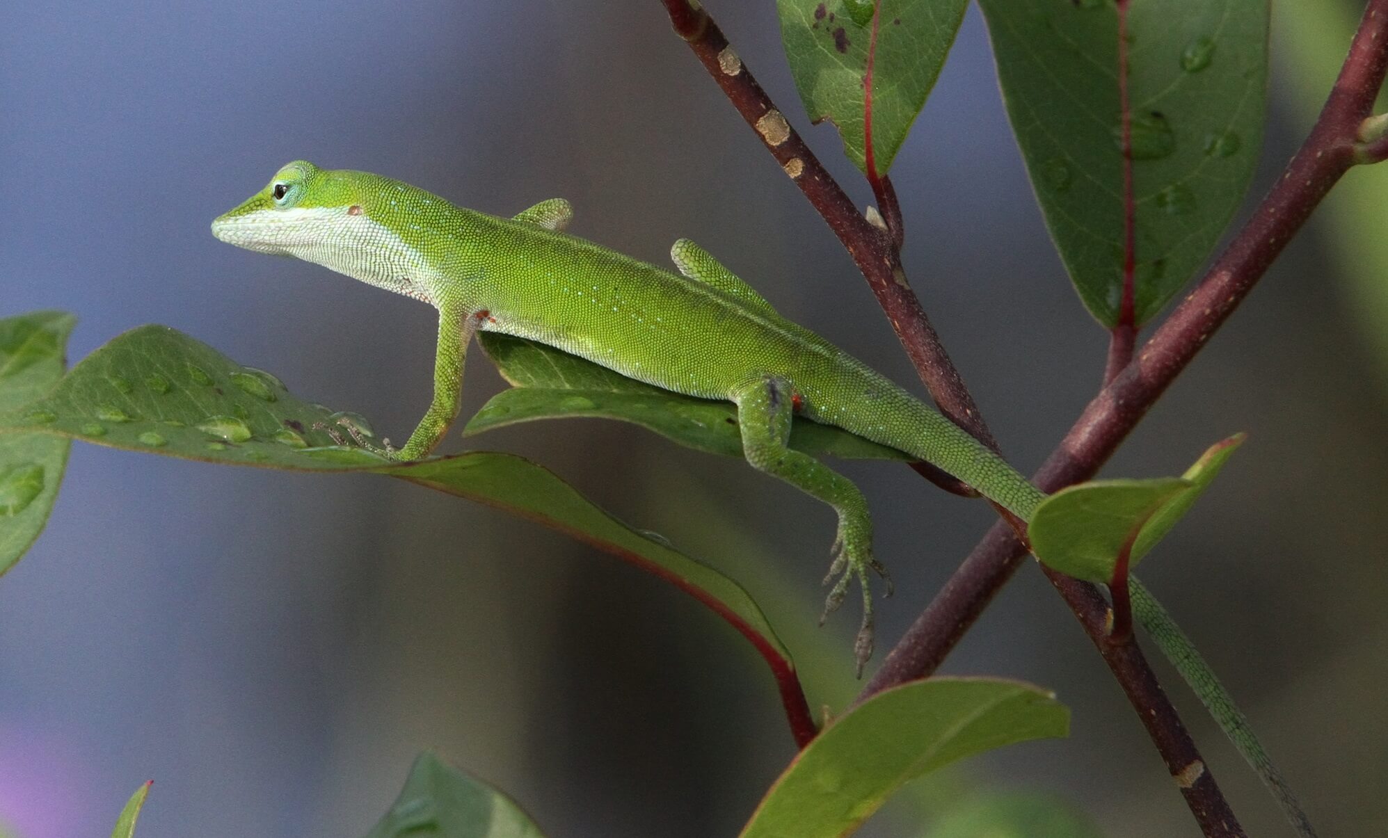 A Green Anole Care Sheet: The Everything You Need to Know - The Reptile Bay