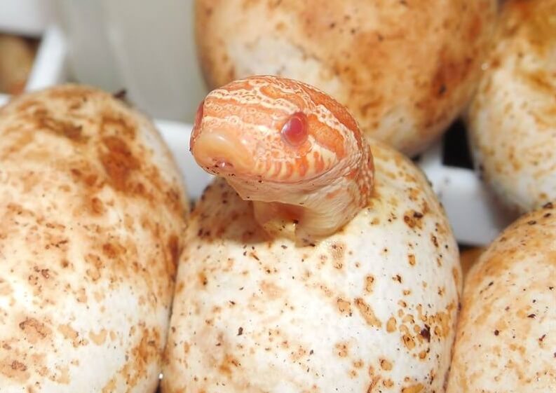 Western Hognose Snake: Care Guide, Enclosure, Behavior, Size - The ...