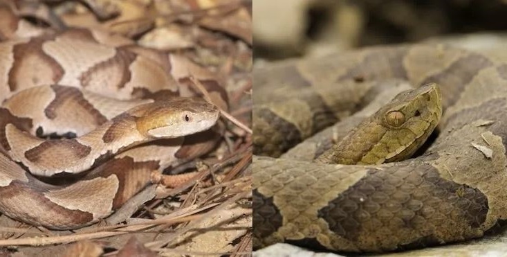 Copperhead Snake Care Tips, Handling, Appearance - The Reptile Bay