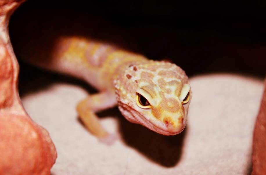45+ Best Leopard Gecko Morphs: Color List & Pictures - The Reptile Bay