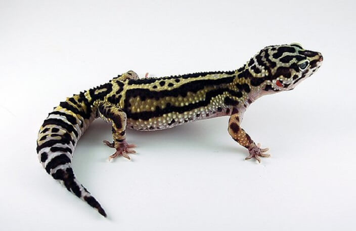 45+ Best Leopard Gecko Morphs: Color List & Pictures - The Reptile Bay