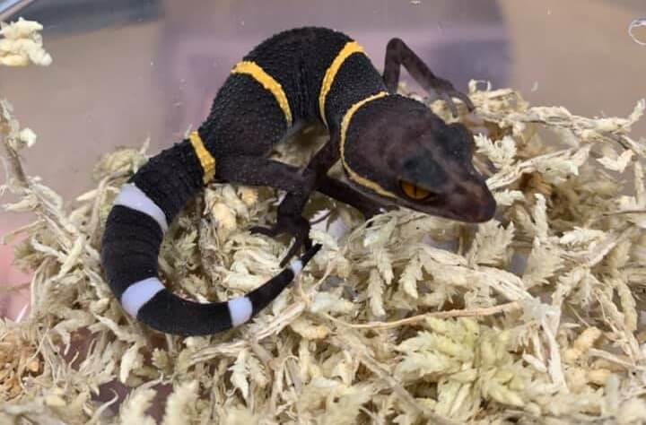 45+ Best Leopard Gecko Morphs: Color List & Pictures - The Reptile Bay