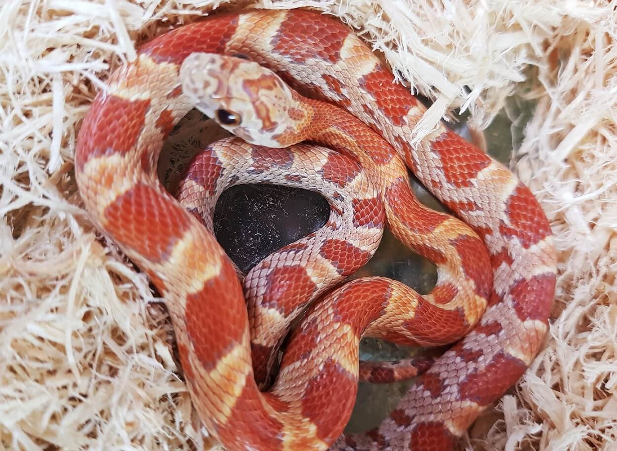 39+ Corn Snake Morphs, Color Chart and Pictures - The Reptile Bay