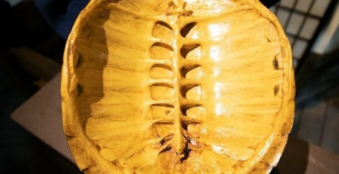 Does a Turtle Live Without Its Shell? Turtle Shells Explained - The ...