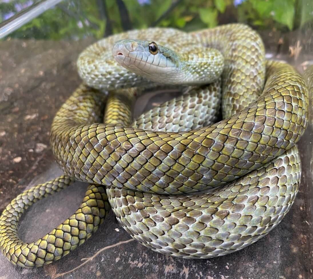 20 Most Popular Rat Snakes: Texas, Black, Eastern, Yellow... - The ...