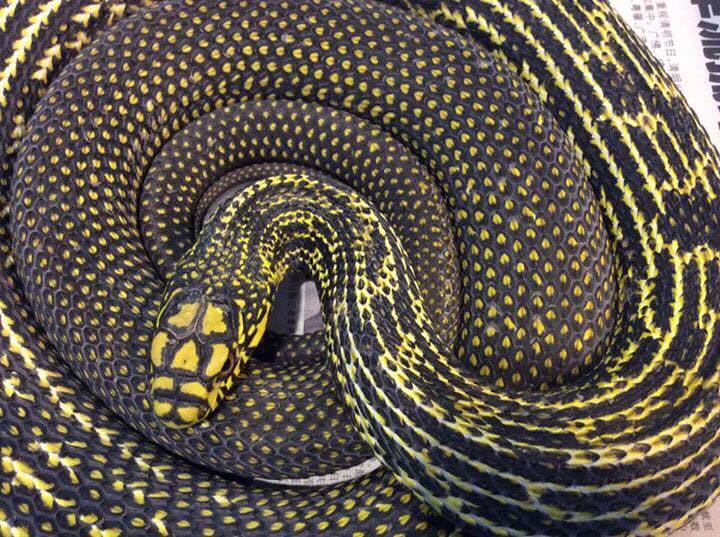 20 Most Popular Rat Snakes: Texas, Black, Eastern, Yellow...