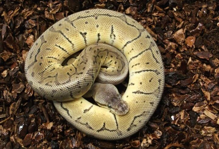 45+ Ball Python Morphs: A-Z Morph Color Chart - The Reptile Bay