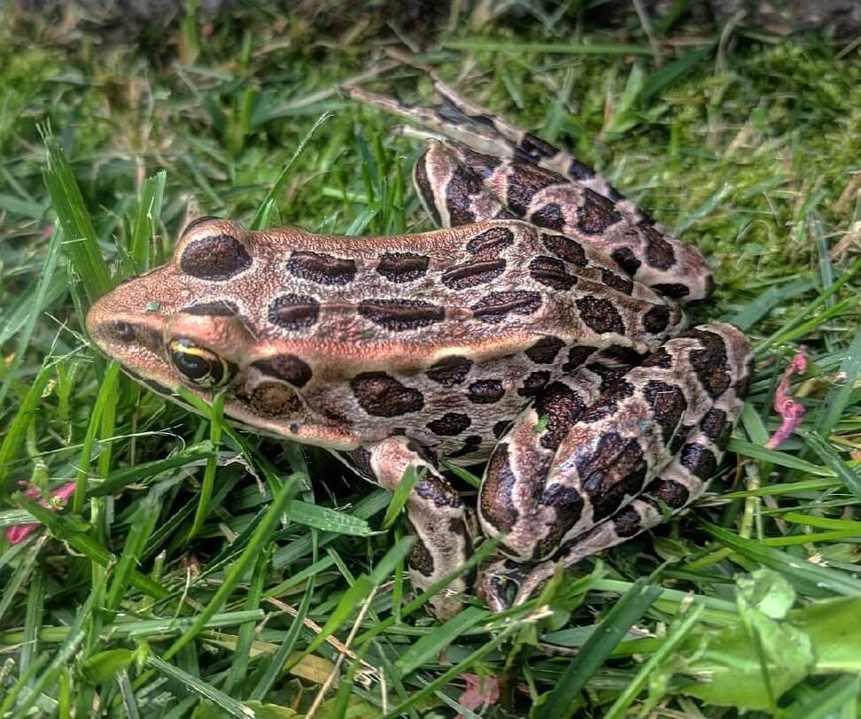 Leopard Frog: Care Guide, Species Profile & More - The Reptile Bay