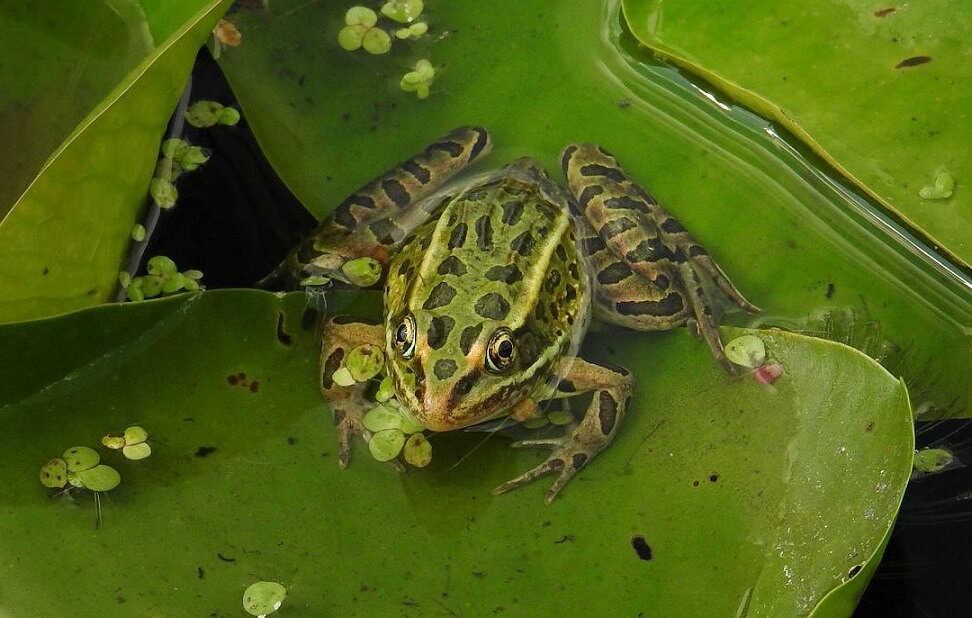 Leopard Frog: Care Guide, Species Profile & More - The Reptile Bay
