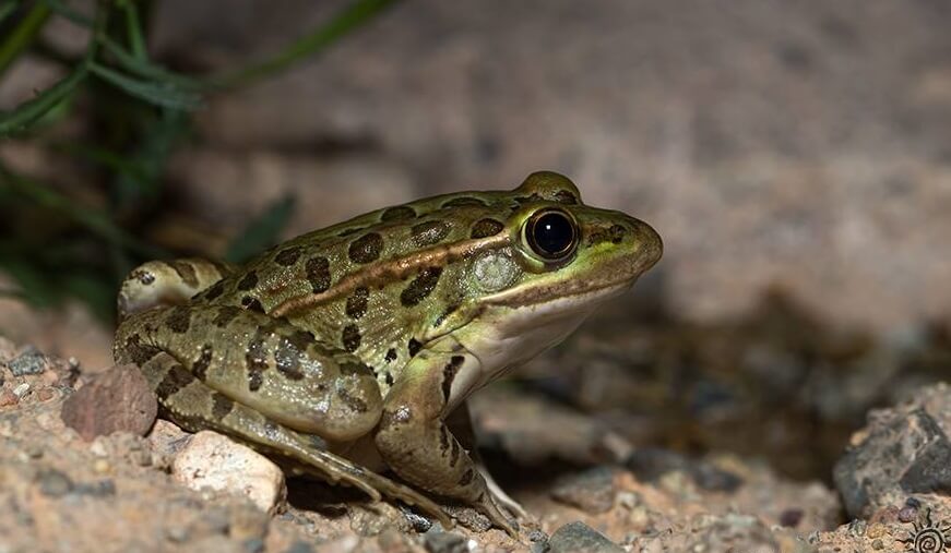 Leopard Frog: Care Guide, Species Profile & More - The Reptile Bay