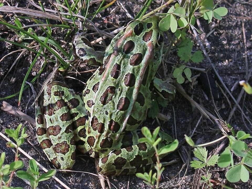 Leopard Frog: Care Guide, Species Profile & More - The Reptile Bay