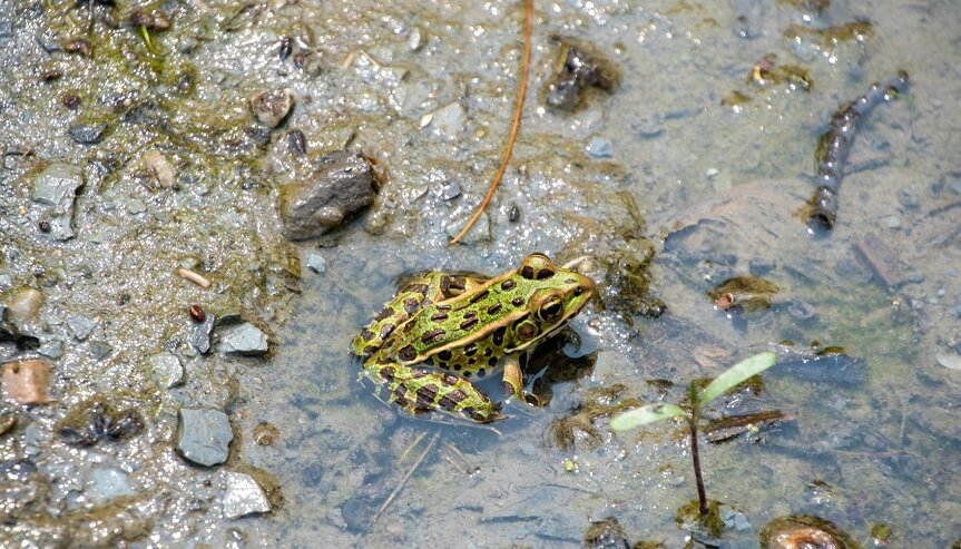 Leopard Frog: Care Guide, Species Profile & More - The Reptile Bay