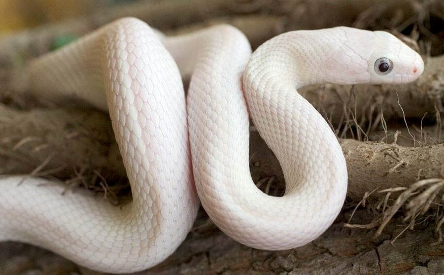 20 Most Popular Rat Snakes: Texas, Black, Eastern, Yellow... - The ...