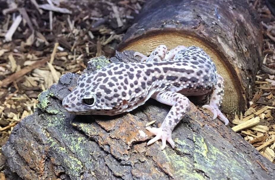 45+ Best Leopard Gecko Morphs: Color List & Pictures - The Reptile Bay