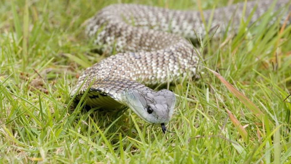 Top 20 most venomous snakes: Deadliest Snakes Ranked By Venom - The ...