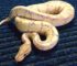45+ Ball Python Morphs: A-Z Morph Color Chart - The Reptile Bay