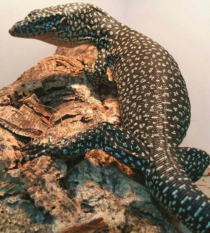 Mangrove Monitor: Care Guide and Species Profile - The Reptile Bay
