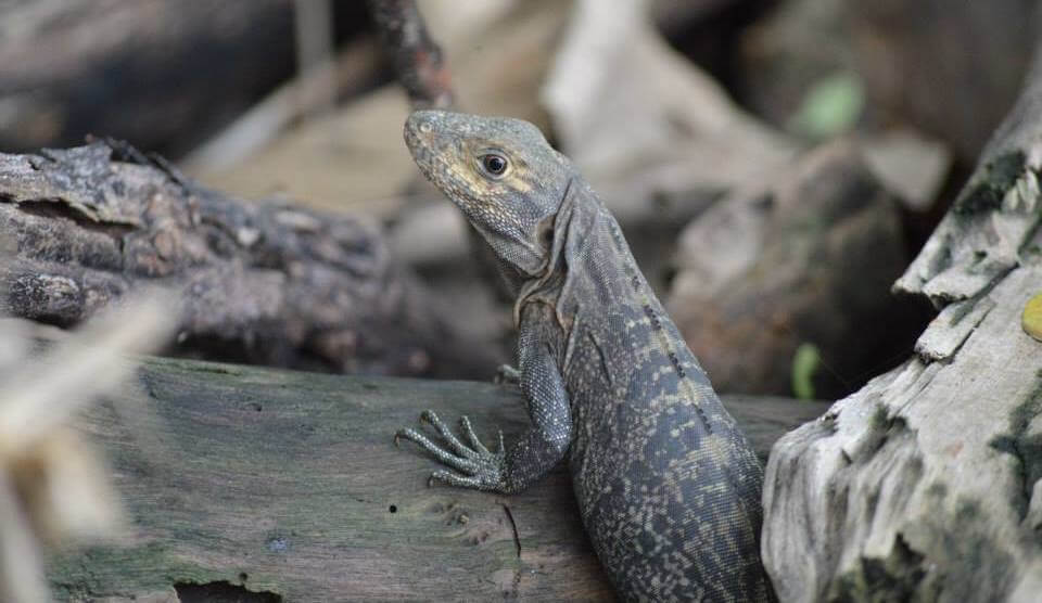 Mangrove Monitor: Care Guide and Species Profile - The Reptile Bay