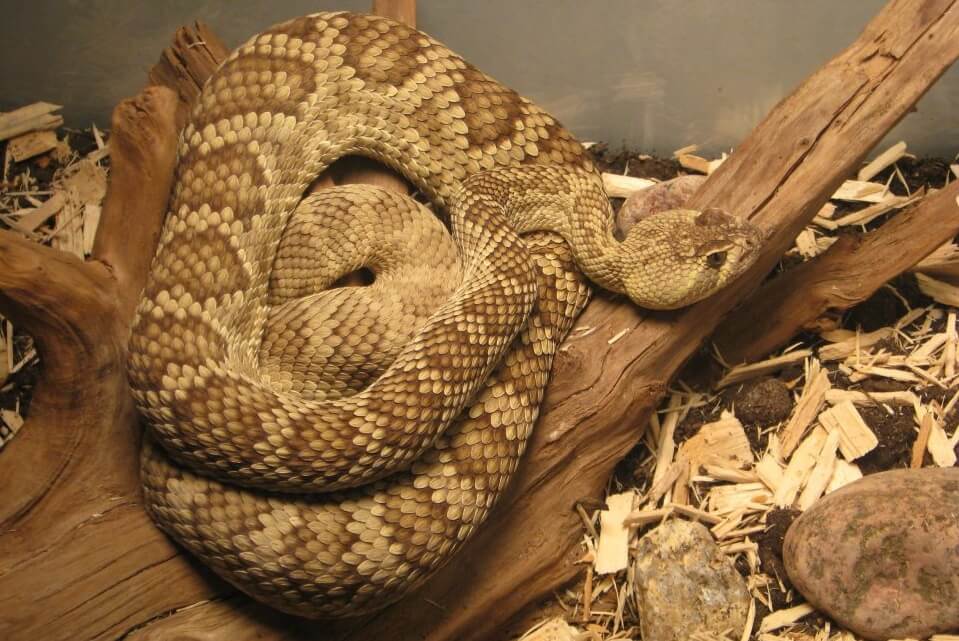 Top 20 most venomous snakes: Deadliest Snakes Ranked By Venom - The ...