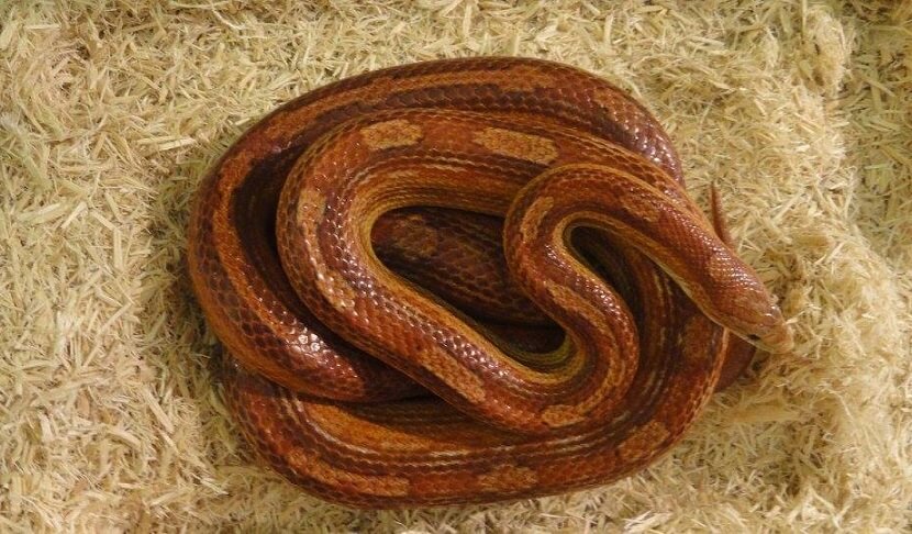 39+ Corn Snake Morphs, Color Chart and Pictures - The Reptile Bay