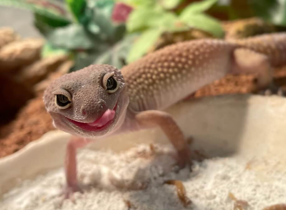 45+ Best Leopard Gecko Morphs: Color List & Pictures - The Reptile Bay