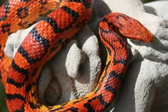 39+ Corn Snake Morphs, Color Chart and Pictures - The Reptile Bay