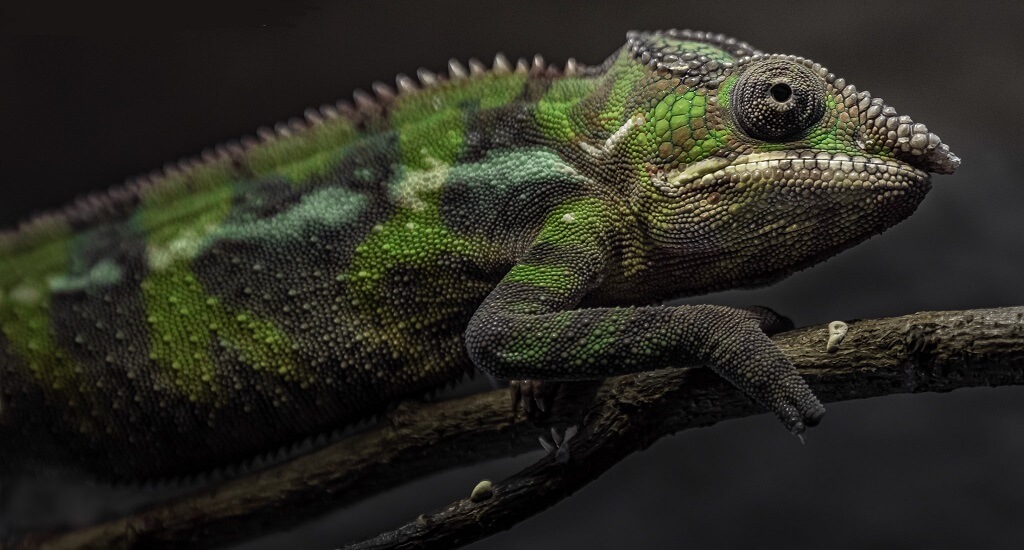 Panther Chameleon Care Guide, Information, Cost & Where to Buy - The ...
