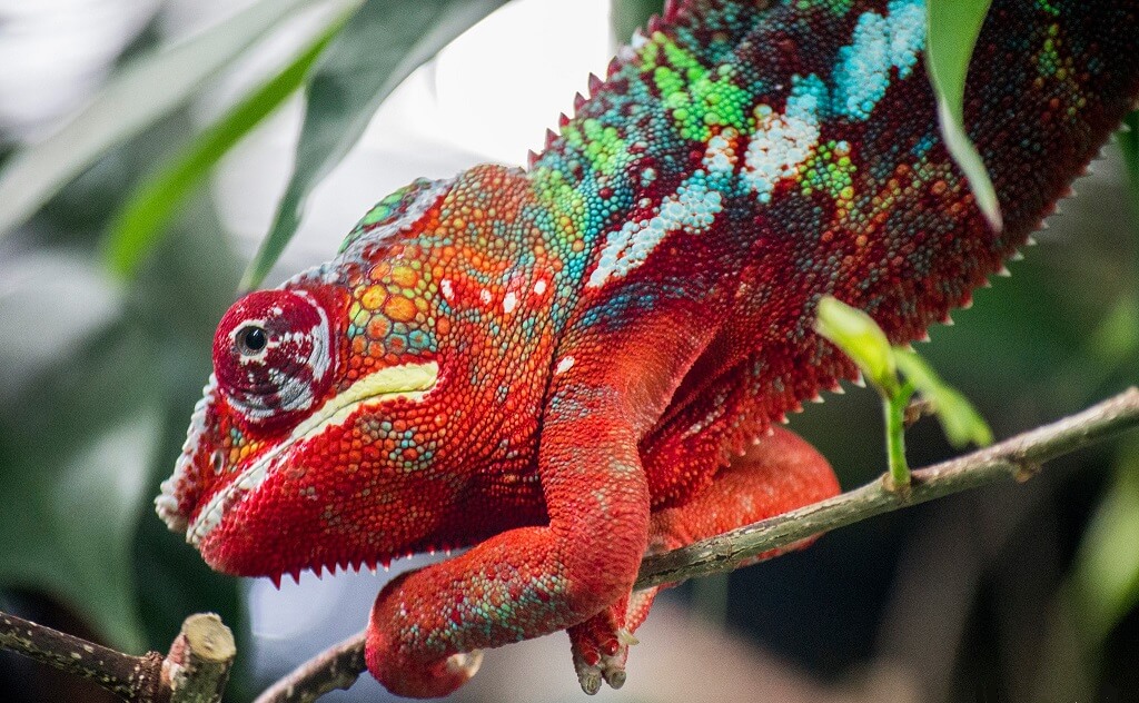Panther Chameleon Care Guide, Information, Cost & Where to Buy - The ...