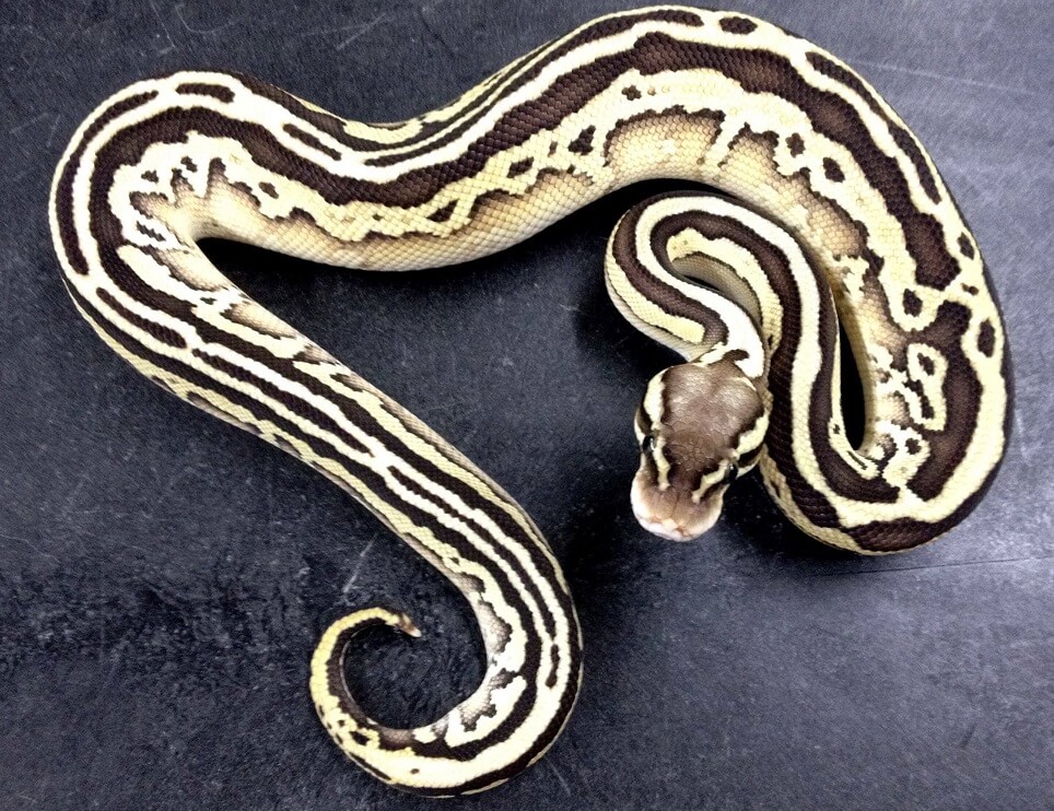 45+ Ball Python Morphs: A-Z Morph Color Chart - The Reptile Bay