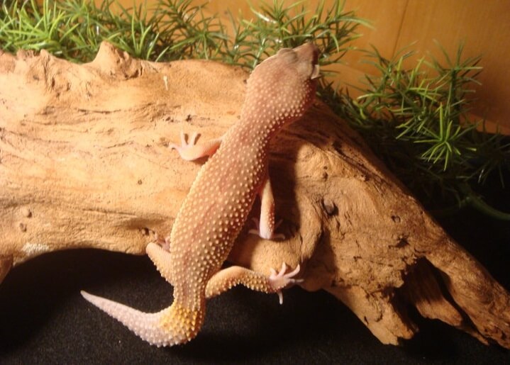45+ Best Leopard Gecko Morphs: Color List & Pictures - The Reptile Bay