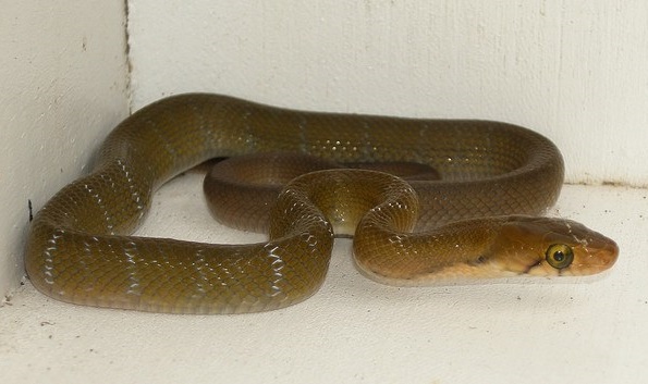 20 Most Popular Rat Snakes: Texas, Black, Eastern, Yellow... - The ...