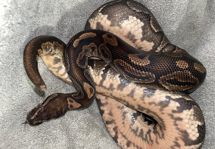 45+ Ball Python Morphs: A-Z Morph Color Chart - The Reptile Bay
