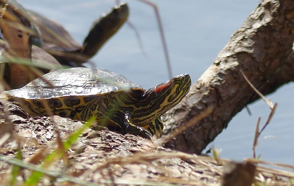 Red-Eared Slider Diet: Feeding & Food Guide - The Reptile Bay
