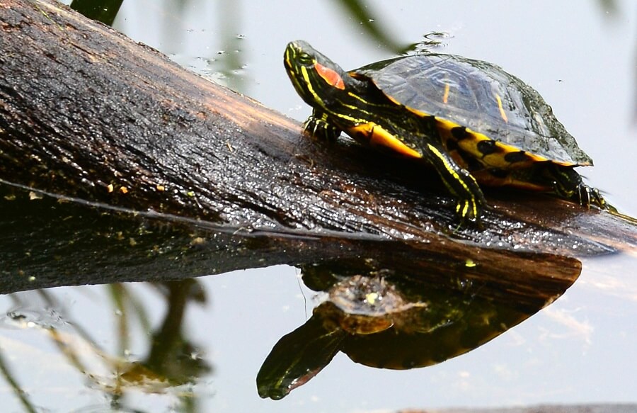 Red-Eared Slider: Care, Habitat, Diet, Tank, & Facts - The Reptile Bay
