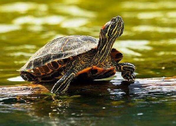 Red-Eared Slider: Care, Habitat, Diet, Tank, & Facts - The Reptile Bay