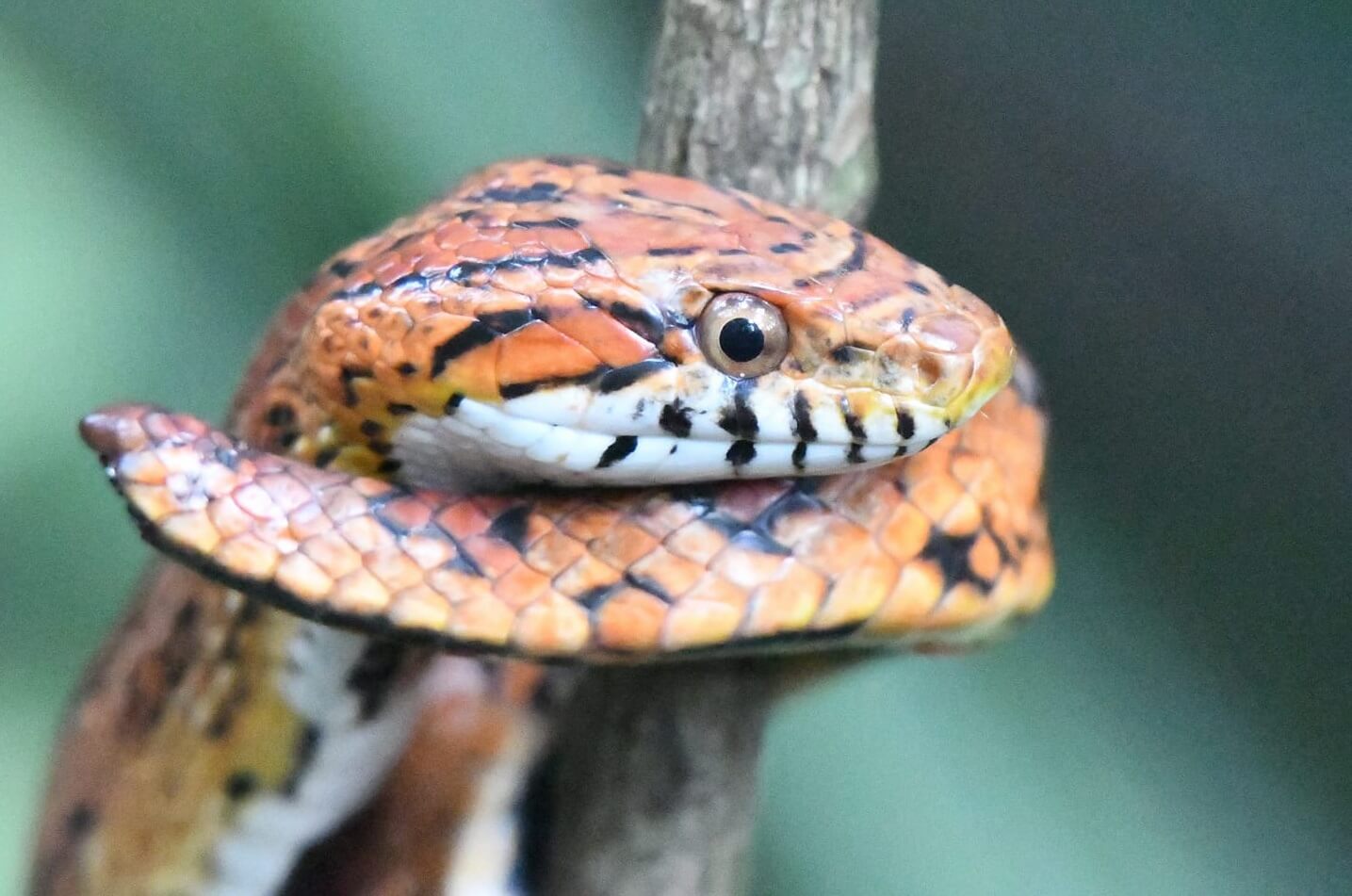 20 Most Popular Rat Snakes: Texas, Black, Eastern, Yellow... - The ...